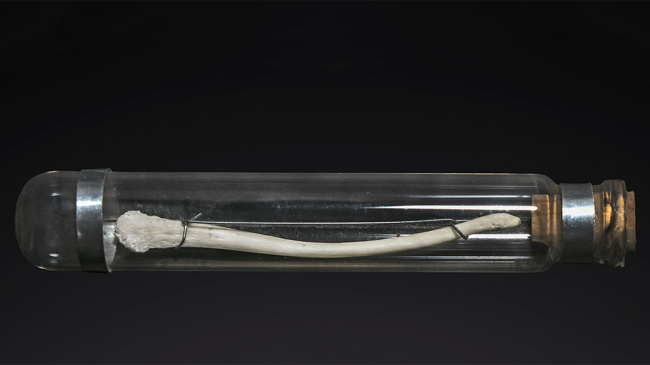 Baculum